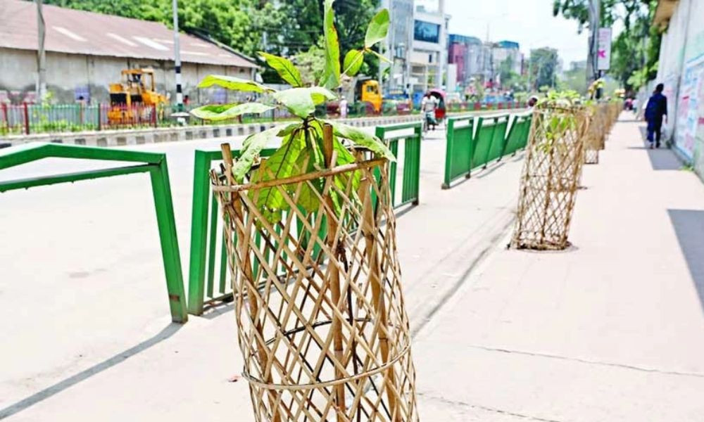 Cage of Tk250 for Tk600, seedlings at higher price too