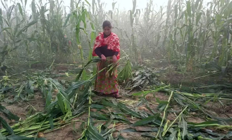 Elephant raids damaged crops on Jamalpur border