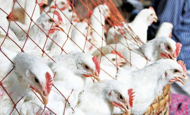 Broiler chicken price soars, reaching nearly 200 tk