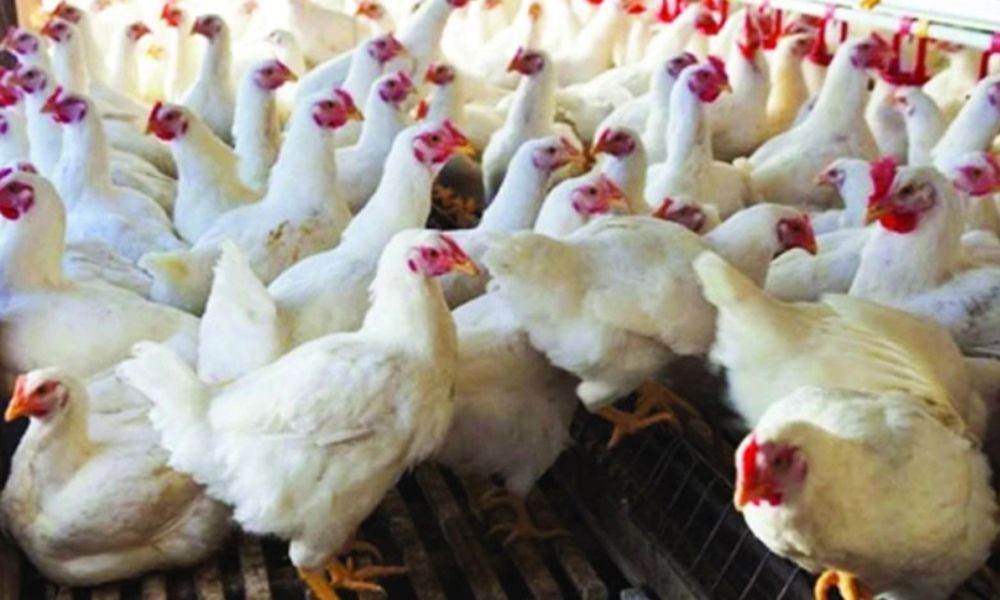 Record price of broiler chicken crosses Tk 200