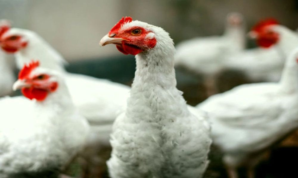 Poultry prices soar: 160 taka per kg at farm, 250 taka per kg in Dhaka