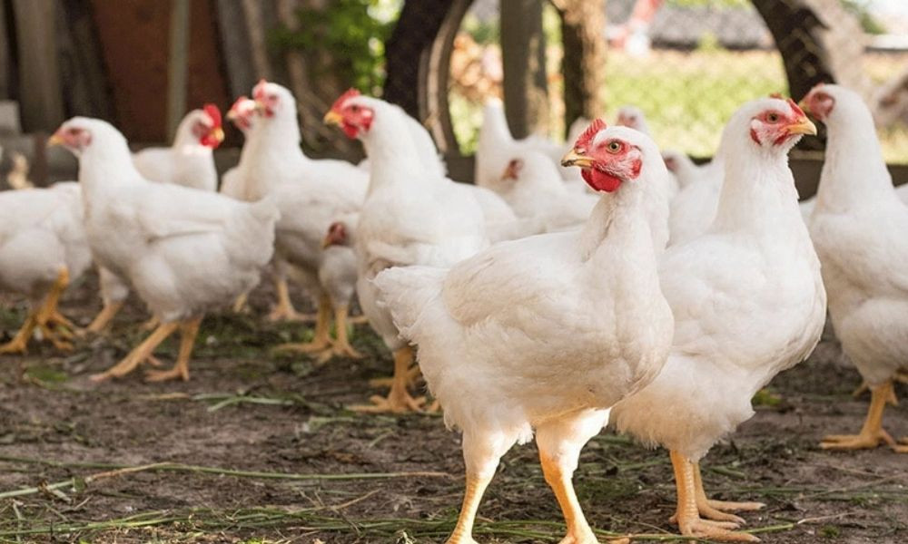 Price of chicken changes frequently, making consumers uncomfortable