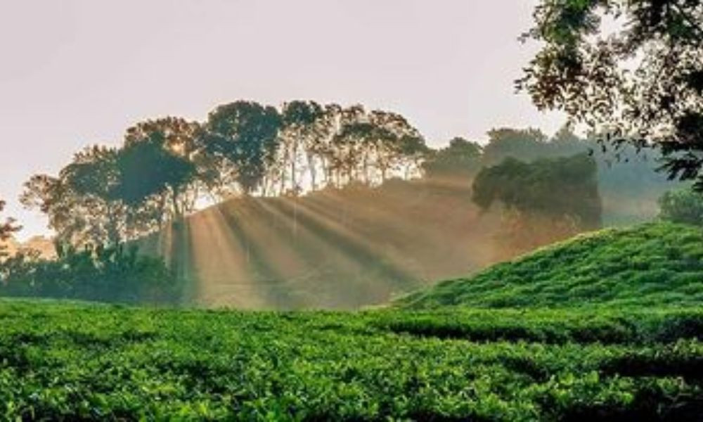 Tea Gardens of Bangladesh: Battling insufficient rain and scorching ...