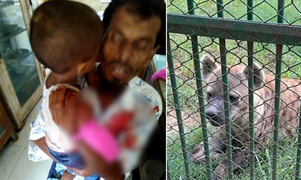 A child loses arm in hyena's attack at National Zoo